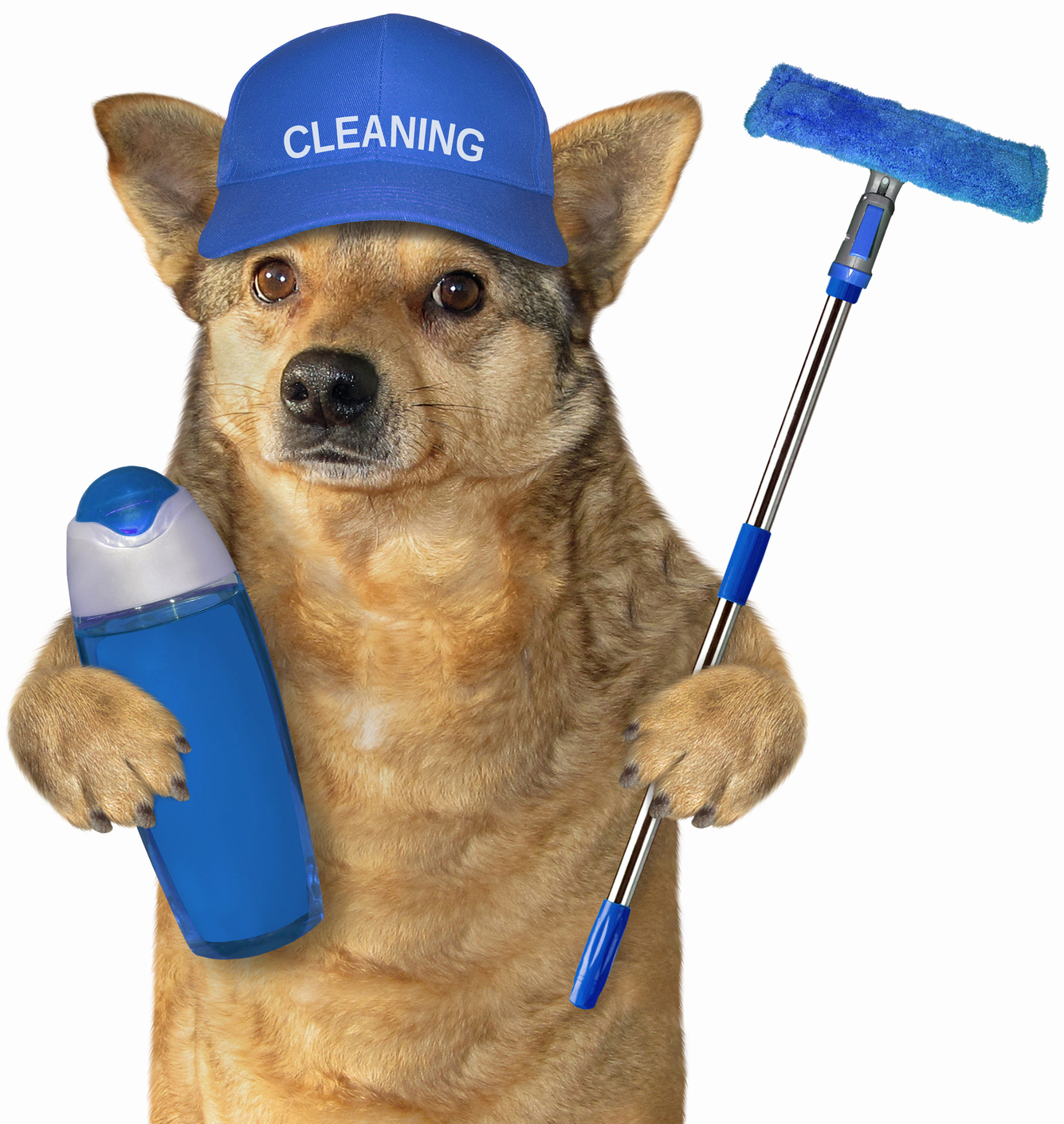 Volunteer – Smith's Friends Animal Rescue